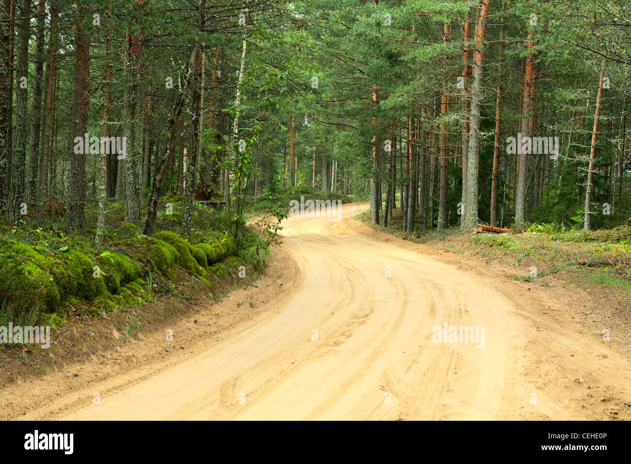 Sandy country road in a wood Stock Photo - Alamy