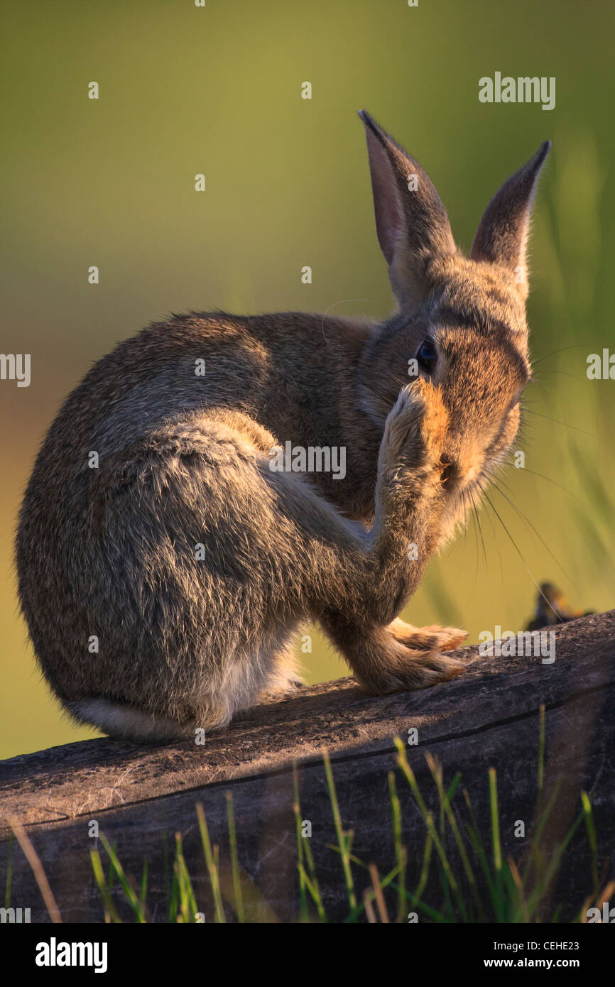 Young European Rabbit (Oryctolagus cuniculus) grooming itself. Lleida ...