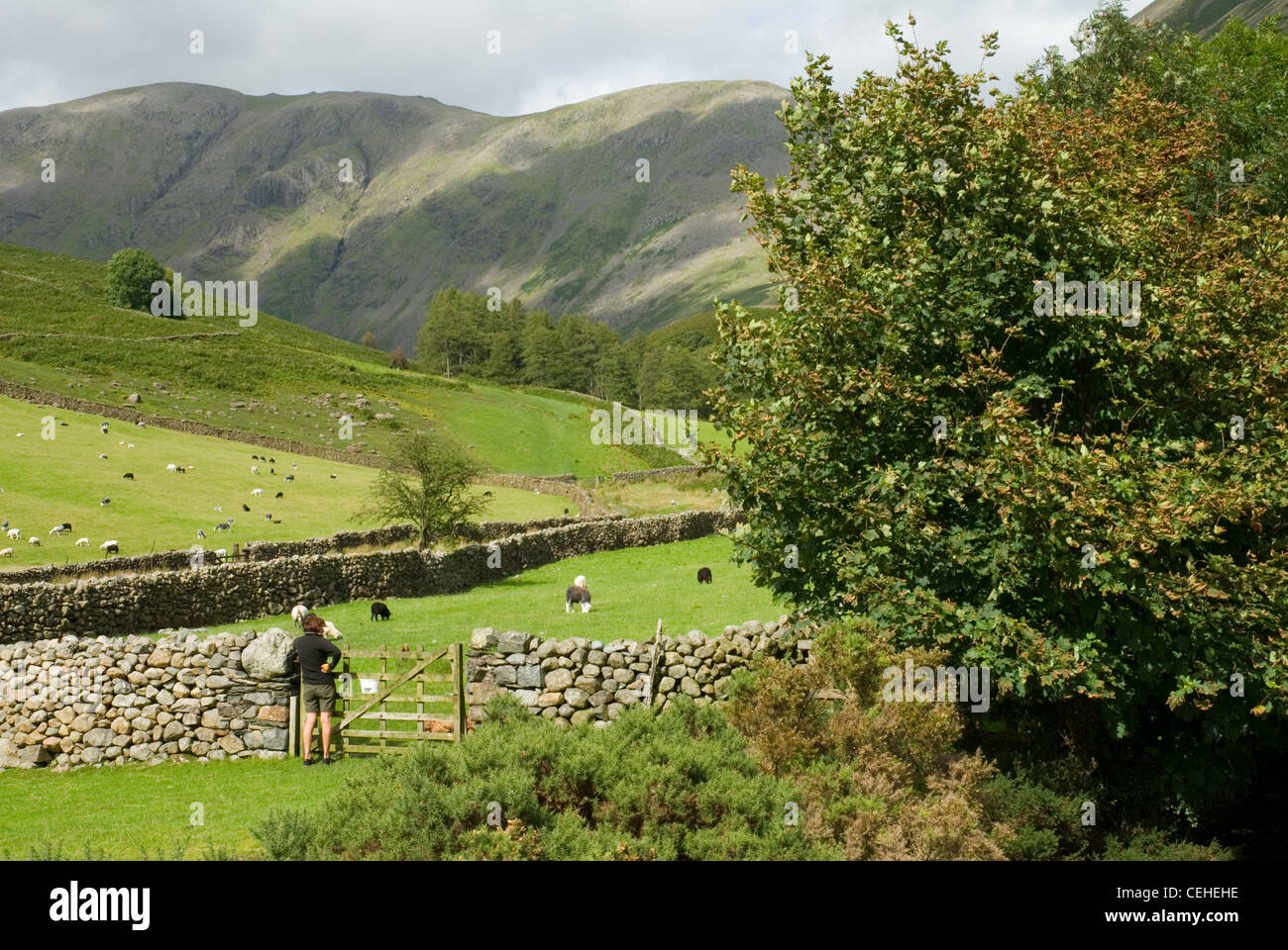 Rural Agriculture and Farming at Wasdale in the Lake District National ...