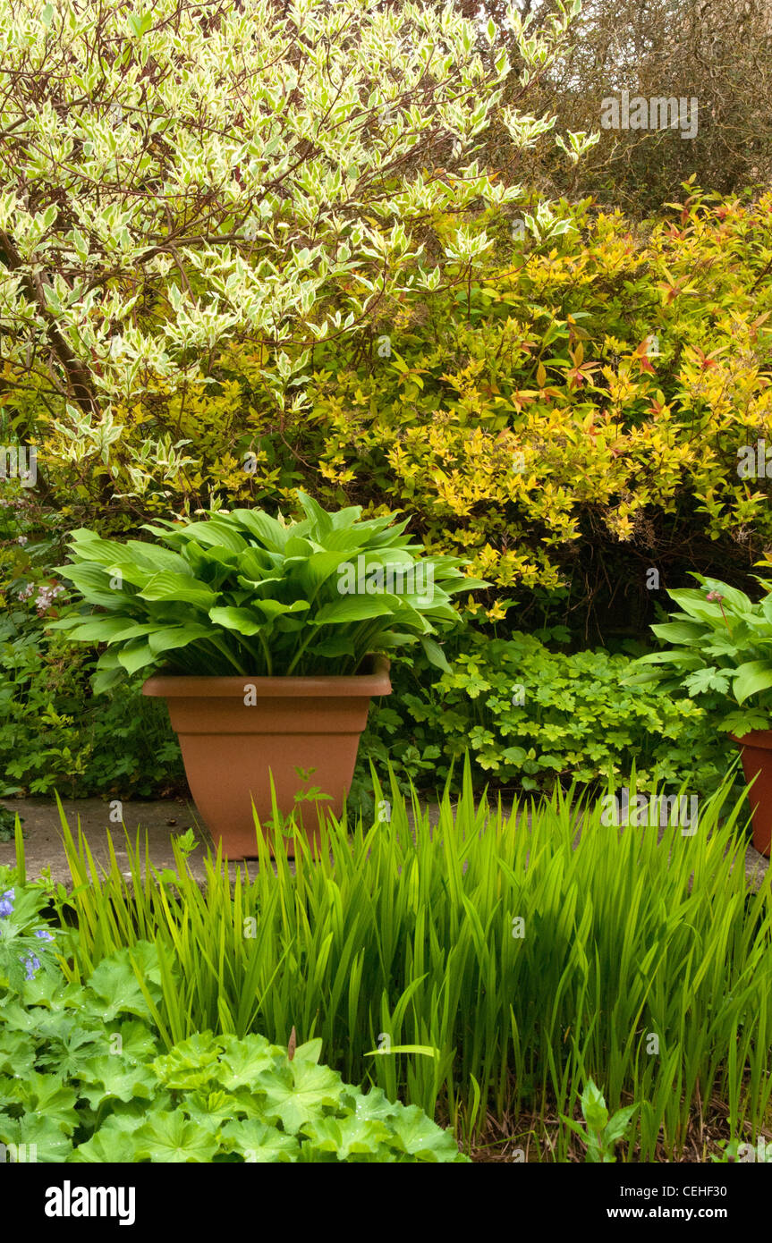 English suburban garden in spring Stock Photo - Alamy