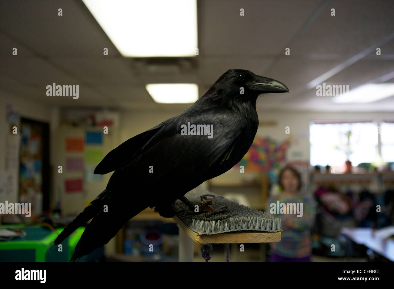 Closeup of a raven rescued from the wild, in a classroom for ...