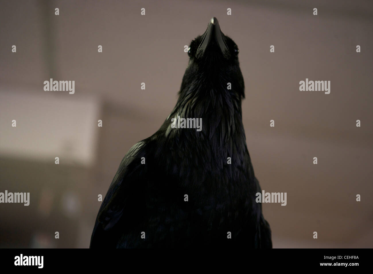 Raven head hi-res stock photography and images - Alamy