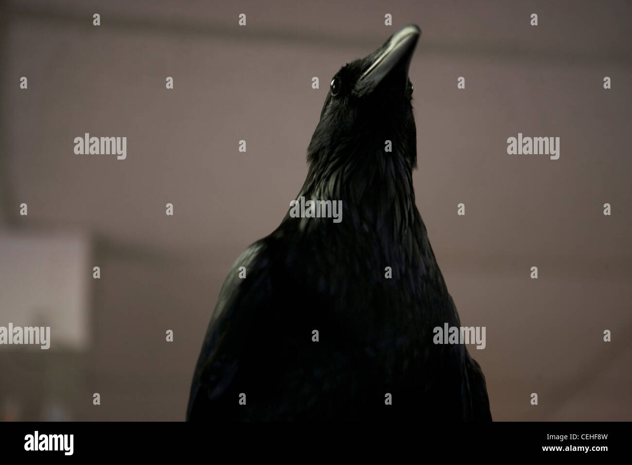 Raven intelligent bird hi-res stock photography and images - Alamy