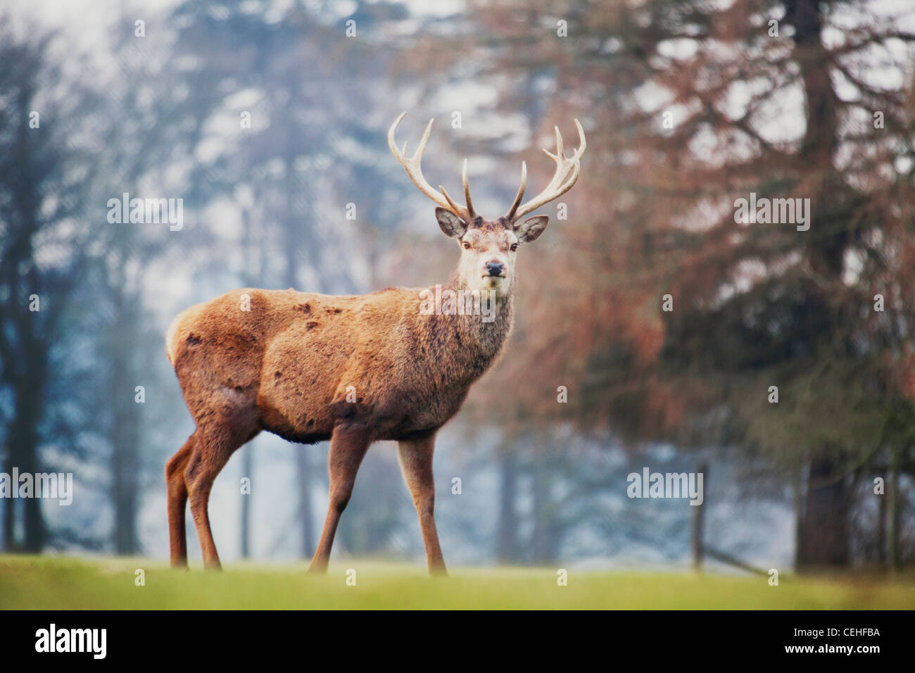 a still stag deer stares towards the camera Stock Photo - Alamy