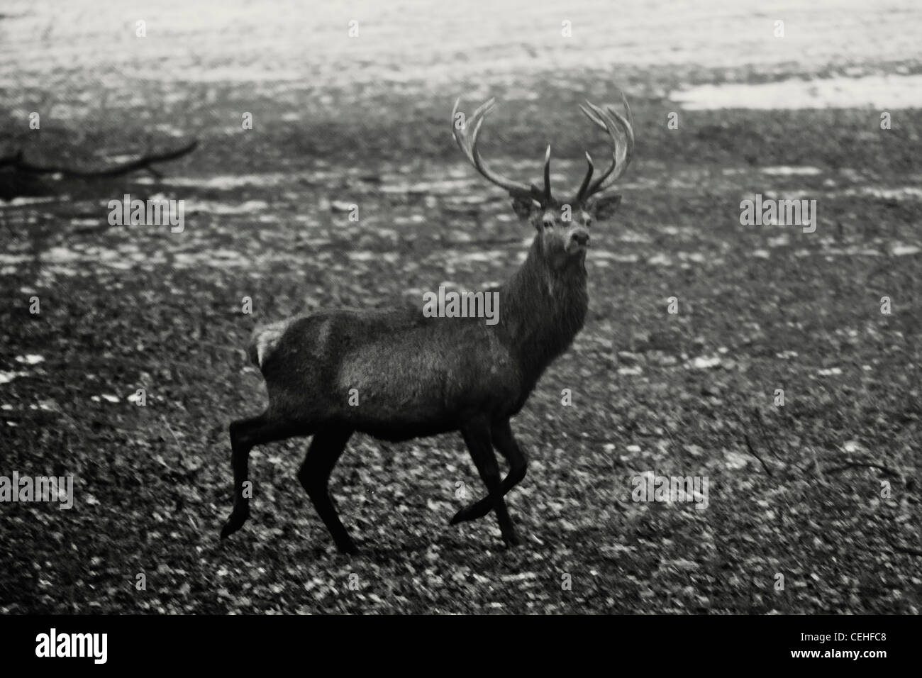 a stag deer runs across in front of the camera Stock Photo - Alamy