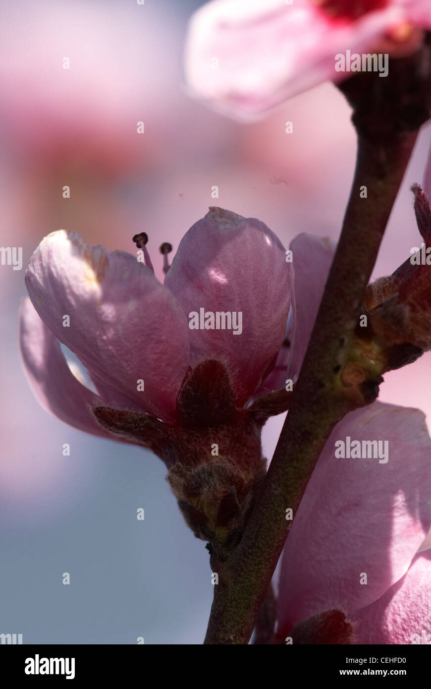 Peach tree flowers Stock Photo - Alamy