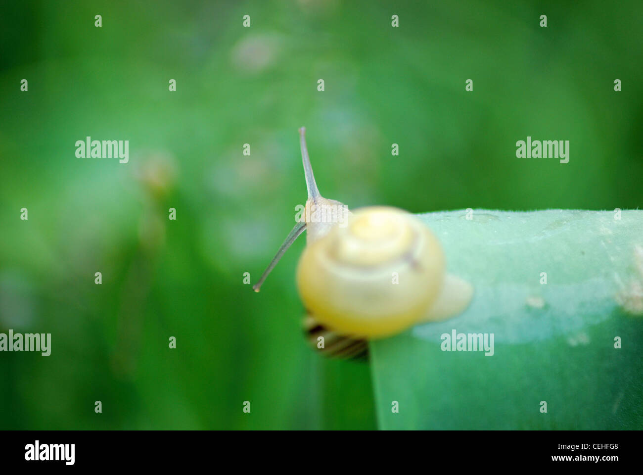 Scale worm hi-res stock photography and images - Alamy