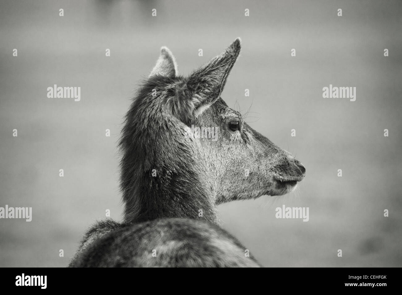 a deer photographed from the back looks towards the right Stock Photo ...