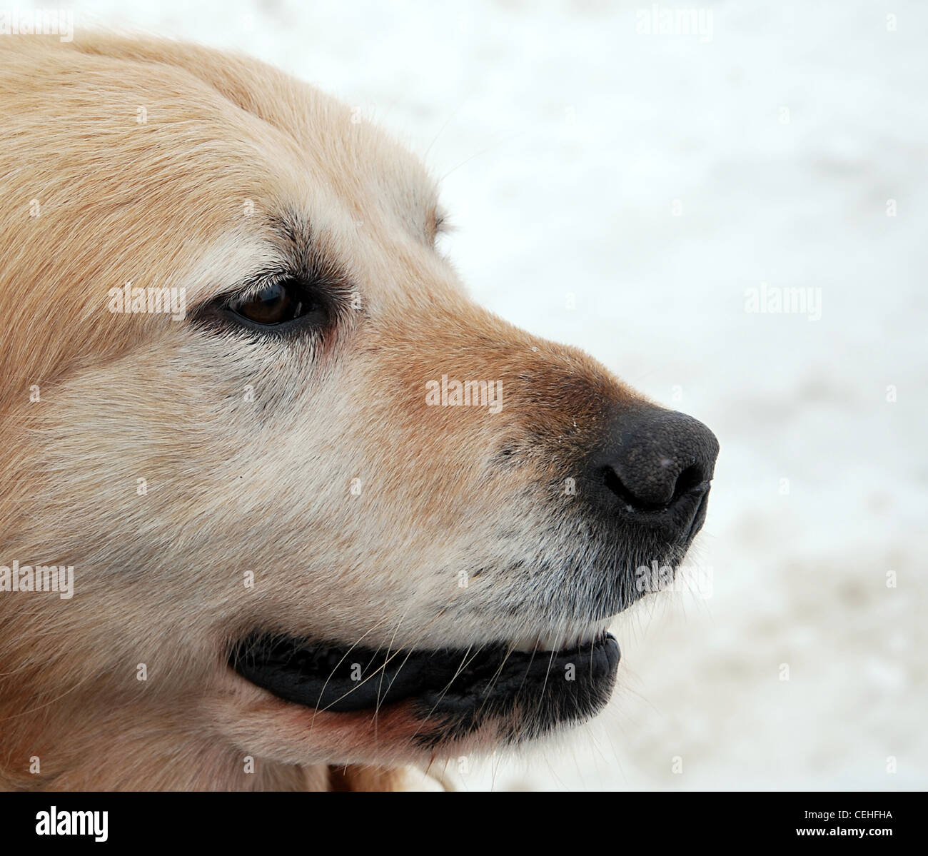Head portrait dog hi-res stock photography and images - Alamy