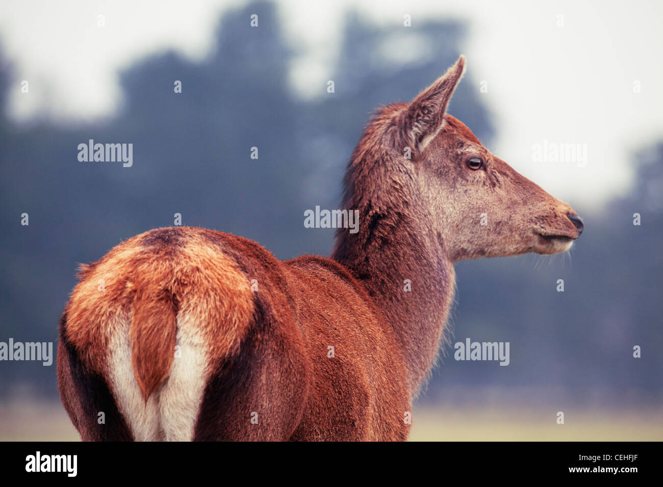 a deer photographed from the back looks towards the right Stock Photo ...