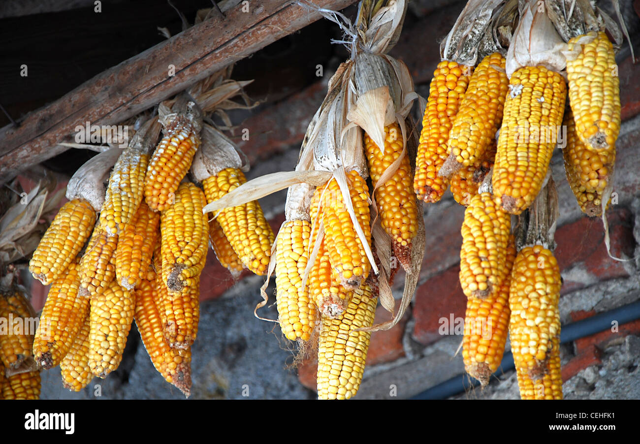 Yellow corn hanging on the rod after harvest Stock Photo - Alamy