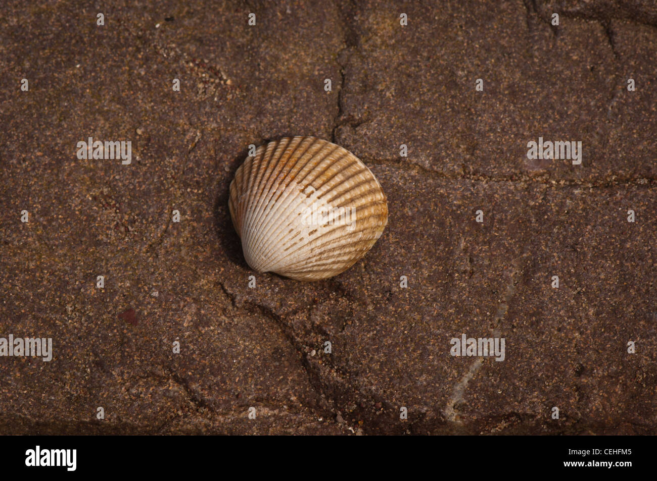Cockleshell beach hi-res stock photography and images - Alamy
