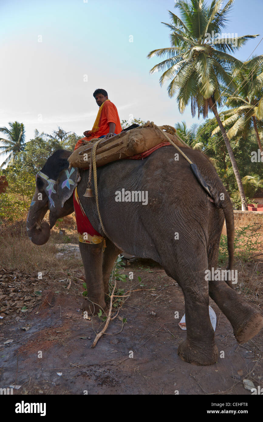 A temple elephant working with Hindu monks in Candolim, Goa Stock Photo ...
