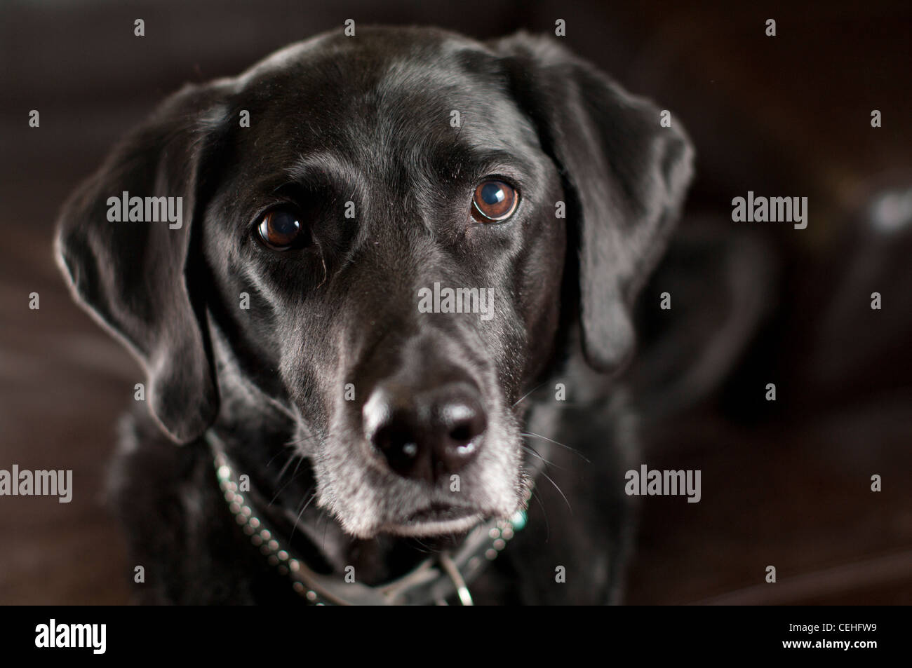 Black Labrador Retriever laying on leather couch, closeup, headshot ...