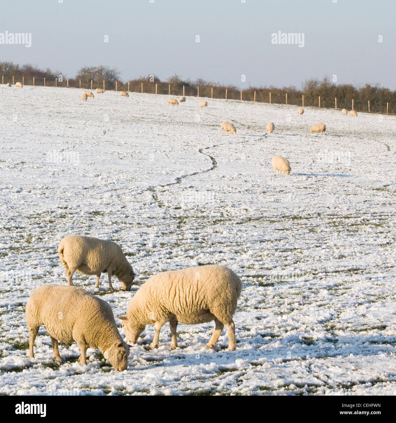 Sheep eating in snow hi-res stock photography and images - Alamy