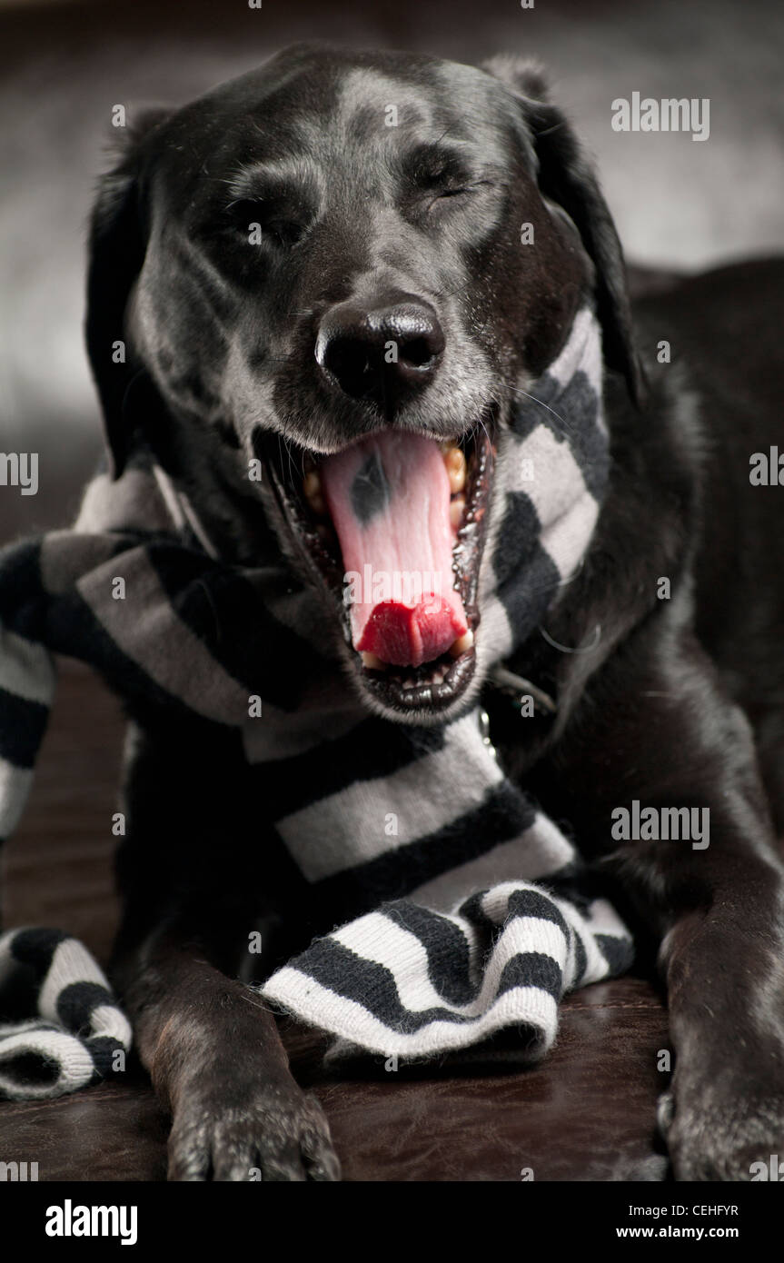 Black labrador retriever lays on a couch yawning, wearing a black and ...