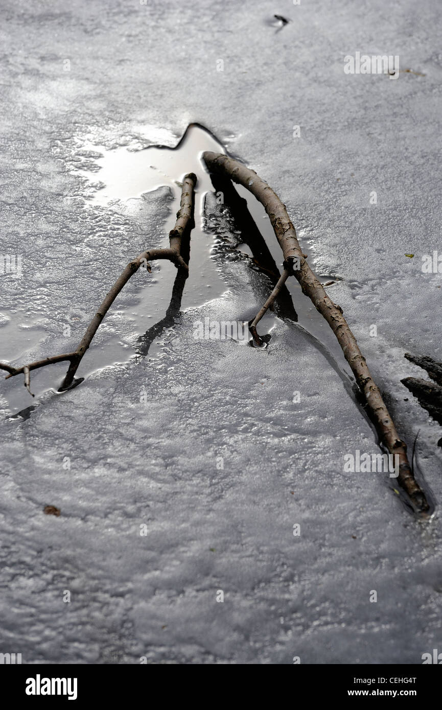 iced over lake and tree branches england uk Stock Photo - Alamy