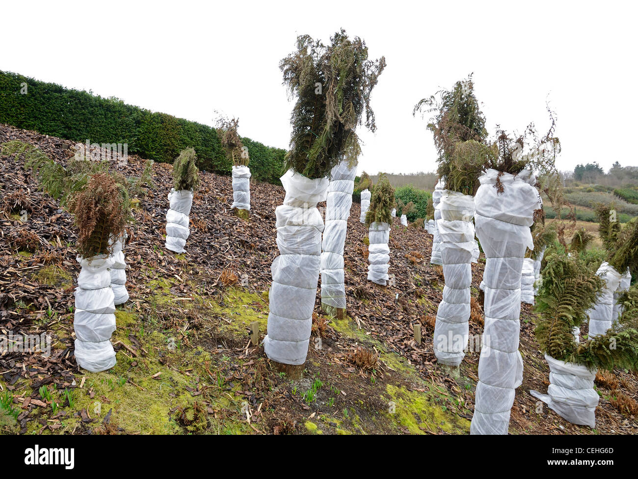 Eden project winter hi-res stock photography and images - Alamy