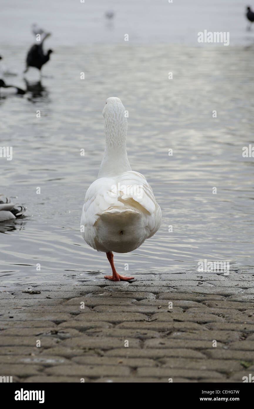 duck standing on one leg england uk Stock Photo - Alamy