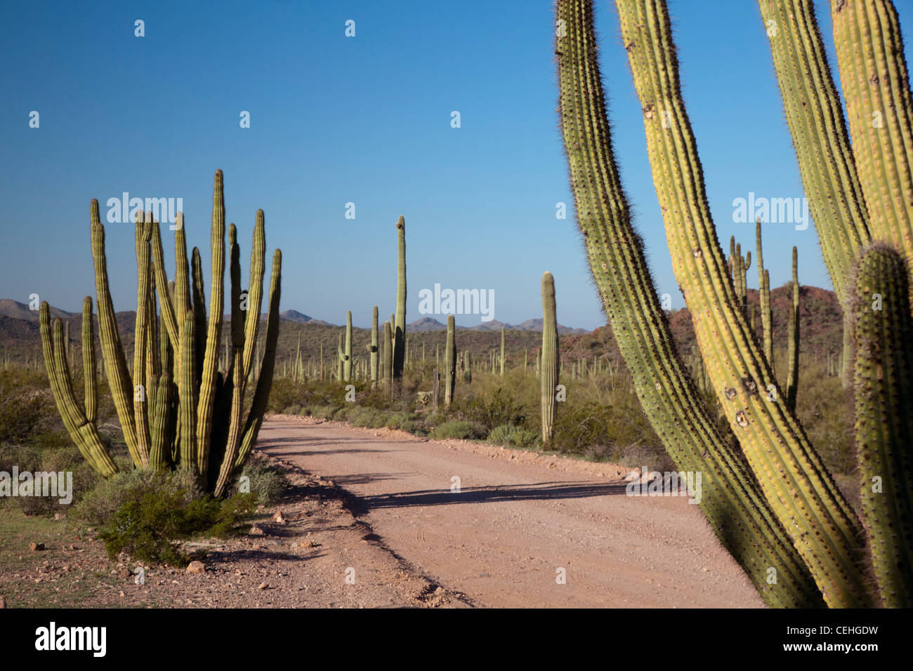 Organ pipe cactus (left and right) and saguaro cactus in Organ Pipe ...