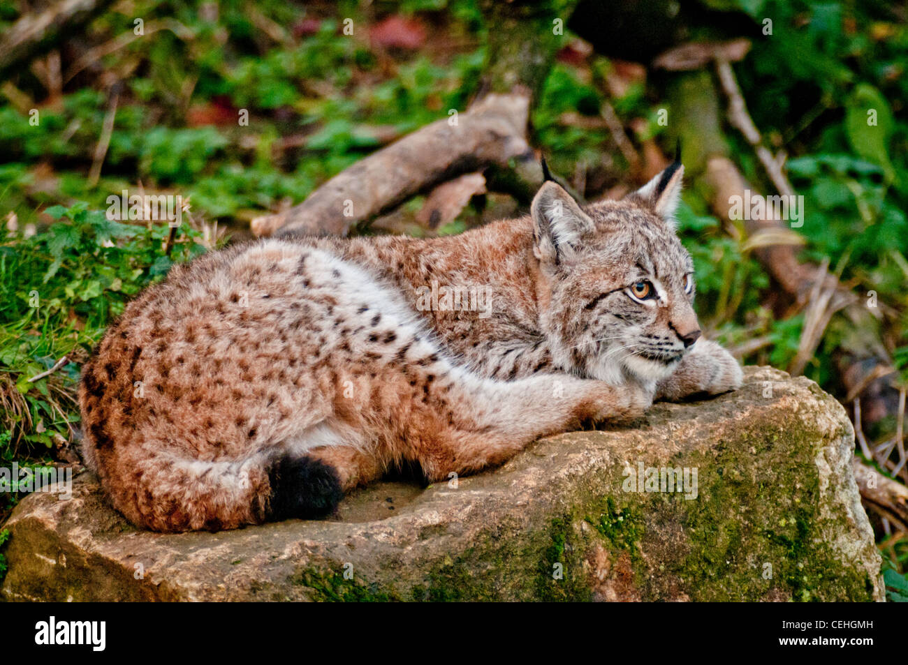 Secretive animals hi-res stock photography and images - Alamy