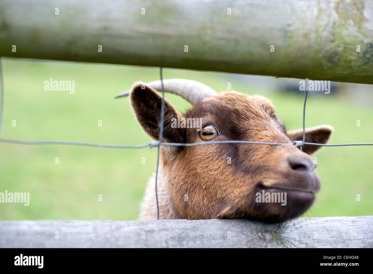 Goat on a farm Stock Photo - Alamy