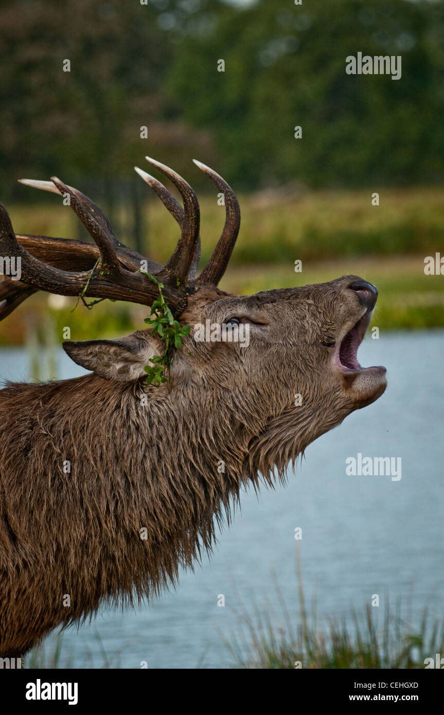 Stag at Bushy Park, Richmond, UK Stock Photo - Alamy