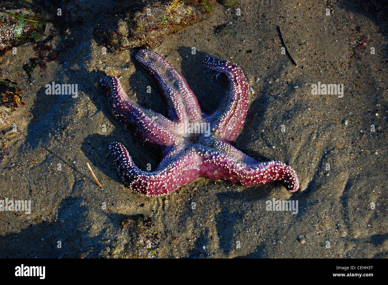 Big Purple Sea Star Online | dntu.edu.vn