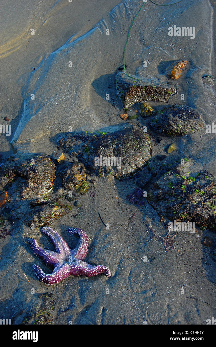 Usa california malibu portrait hi-res stock photography and images - Alamy