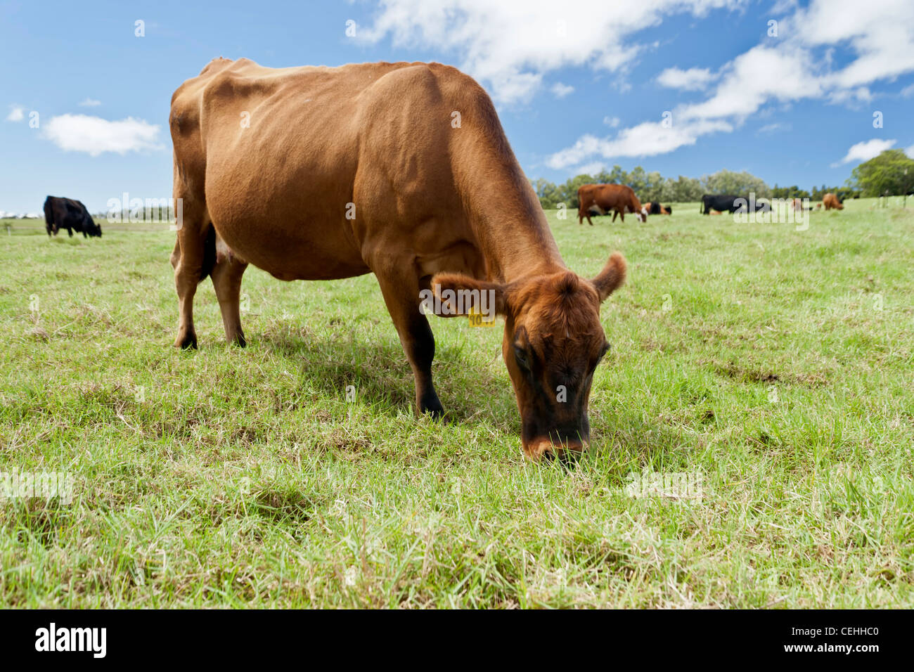 Cattle ranching hawaii hi-res stock photography and images - Alamy