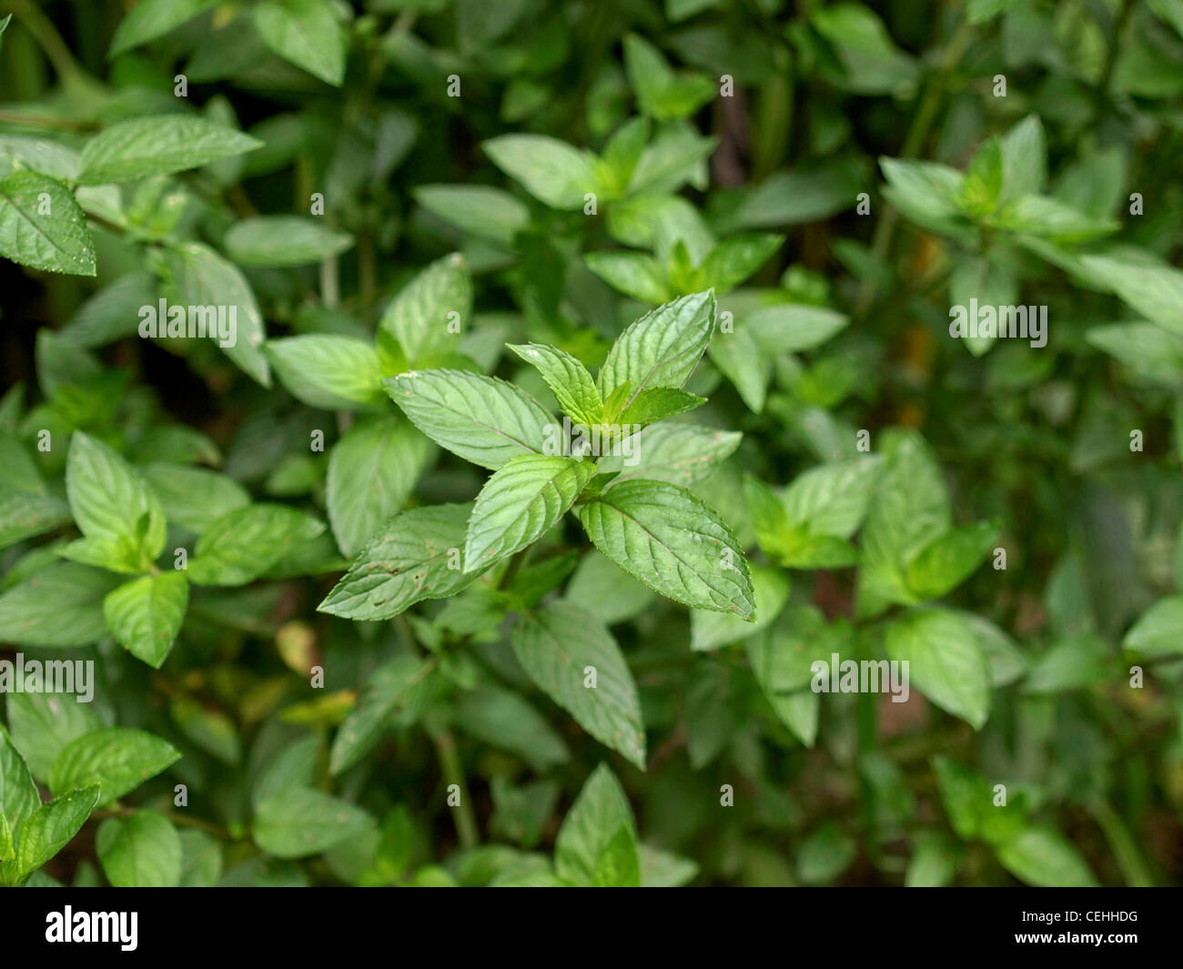 Peppermint Tree Stock Photos & Peppermint Tree Stock Images - Alamy