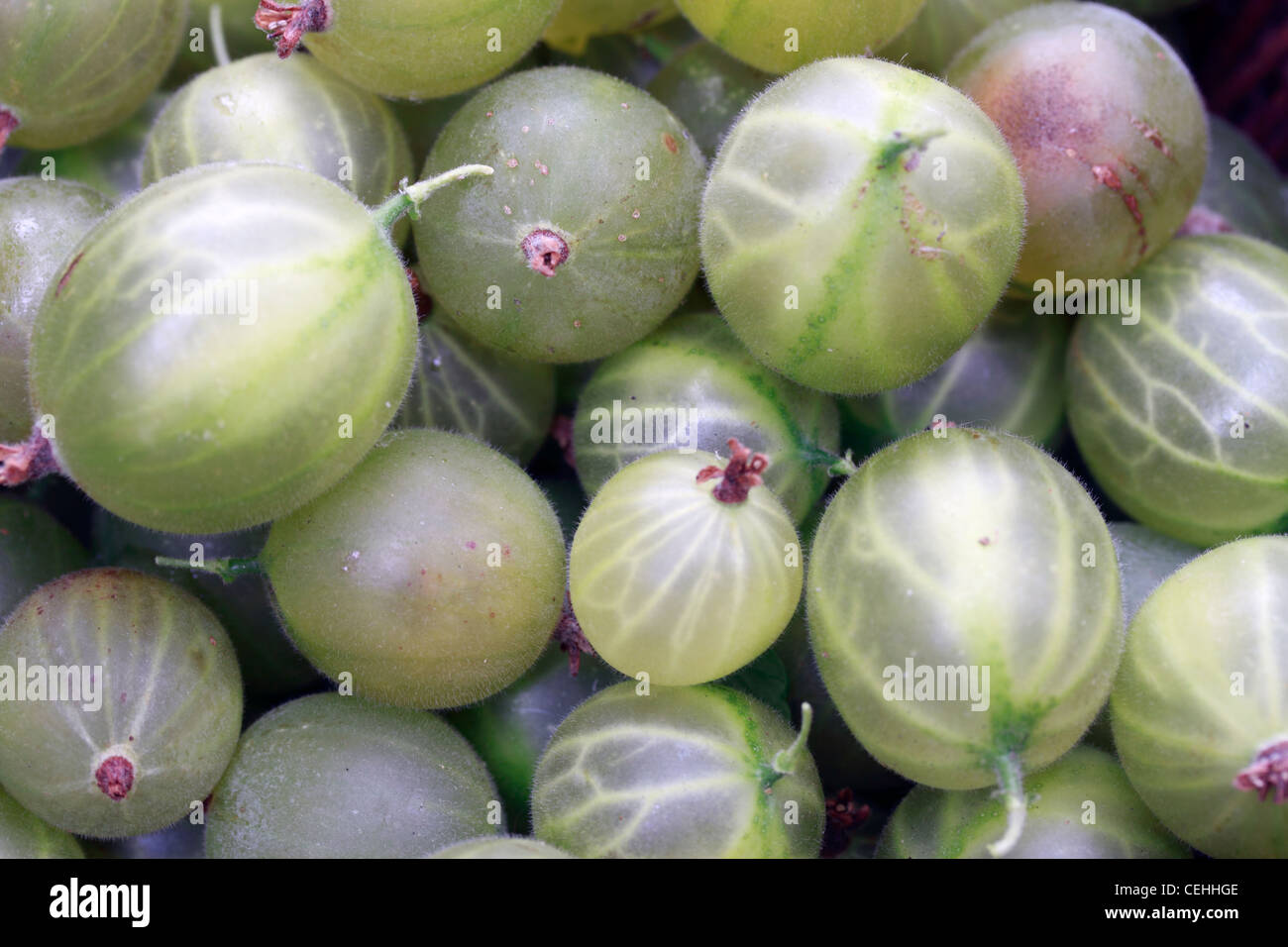 Ribes grossularia hi-res stock photography and images - Alamy