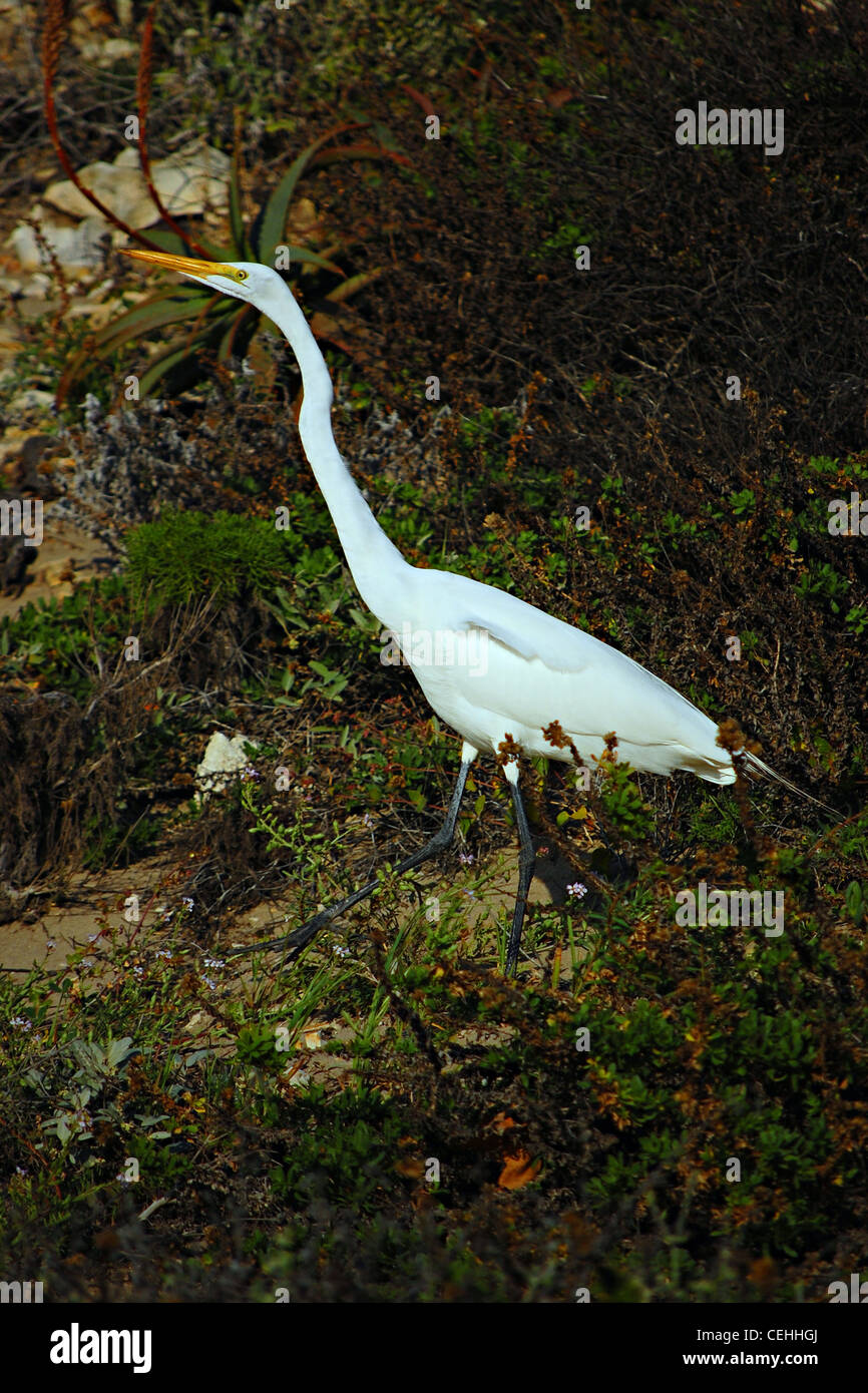 Great Egret, Westward Beach, California Stock Photo - Alamy