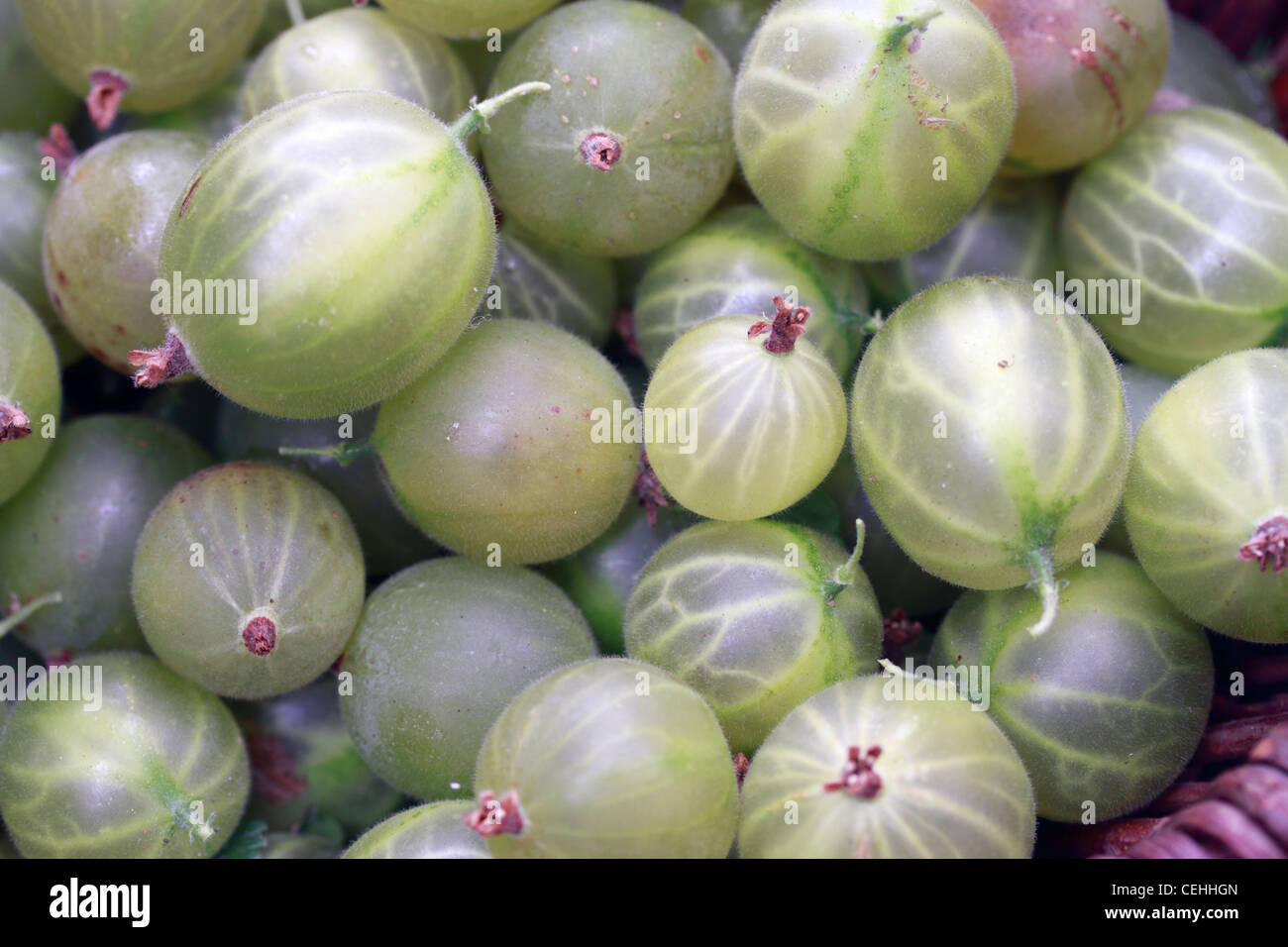 European gooseberry hi-res stock photography and images - Alamy
