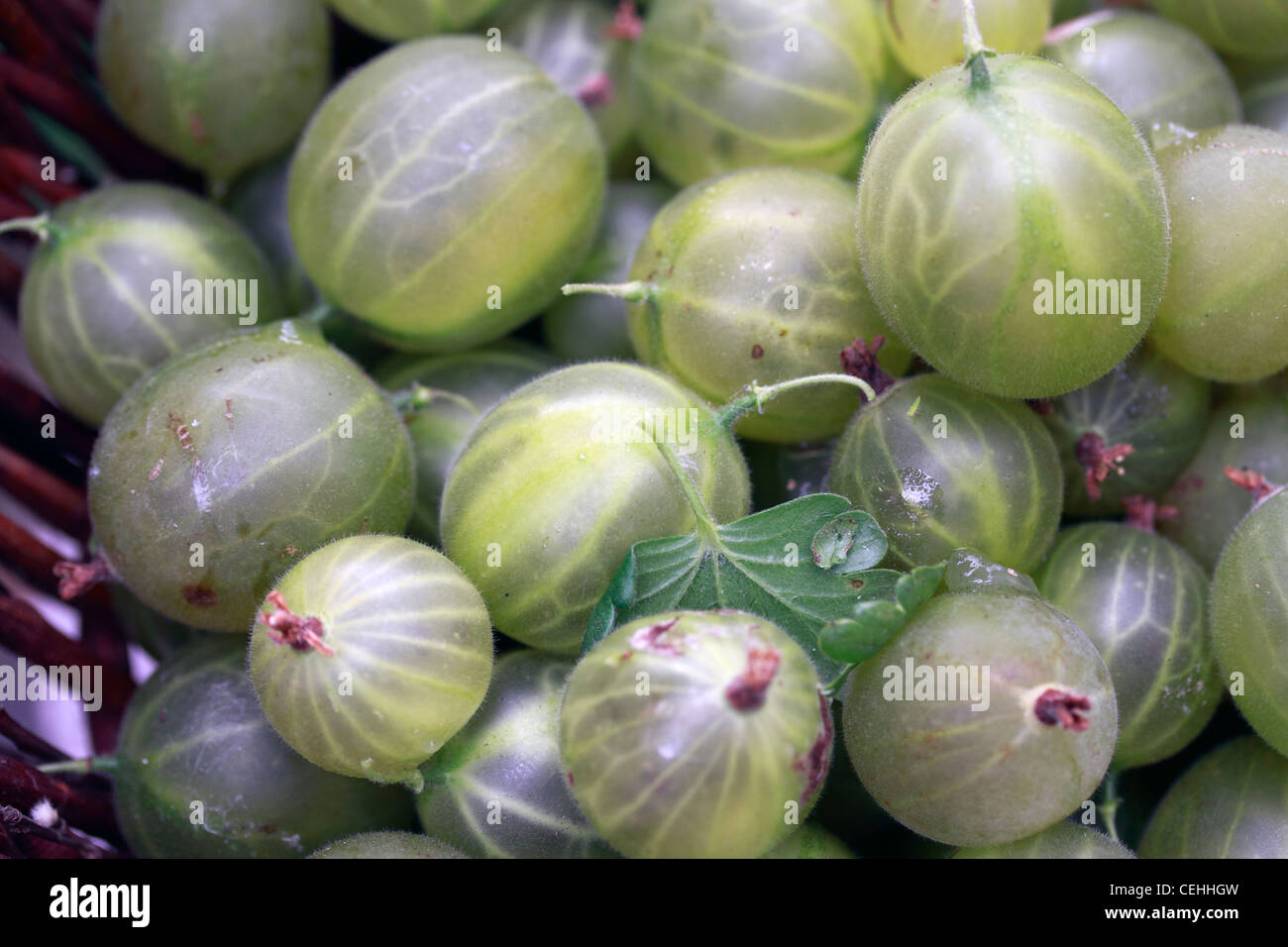European gooseberry ribes hi-res stock photography and images - Alamy