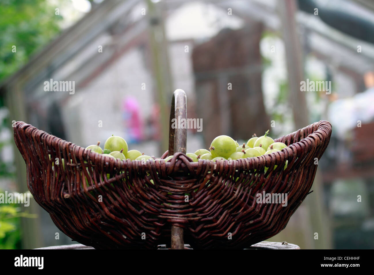 Homegrown gooseberries European gooseberry (Ribes grossularia Stock ...