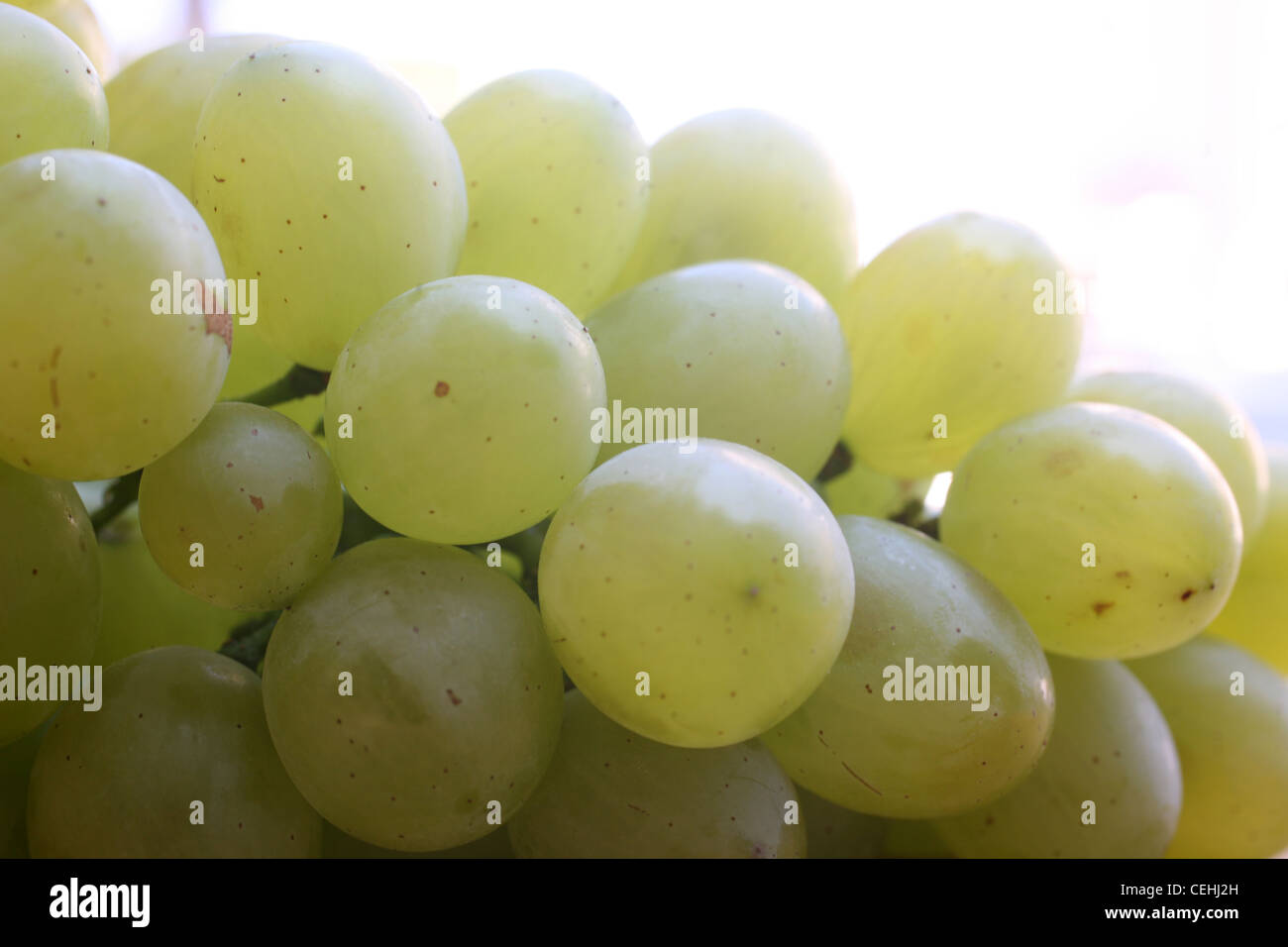 Rock grape hi-res stock photography and images - Alamy