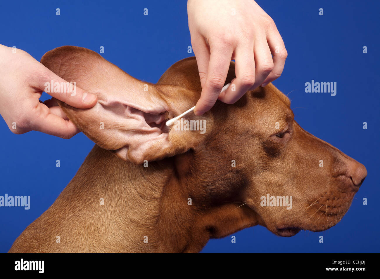 Dog Ear Cleaned With Cotton Swab Stock Photo Alamy