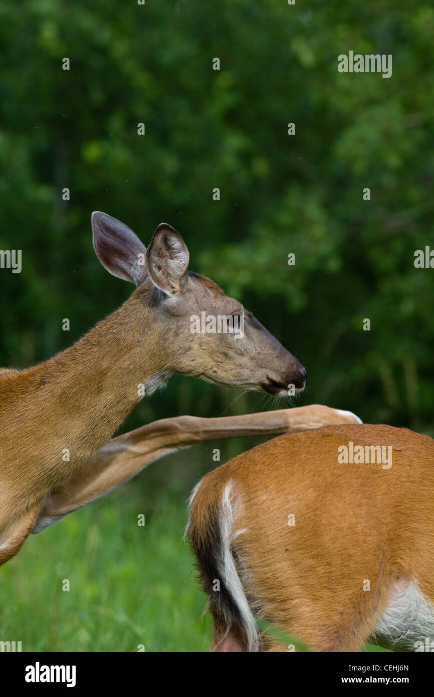 White tailed deer hoof hi-res stock photography and images - Alamy