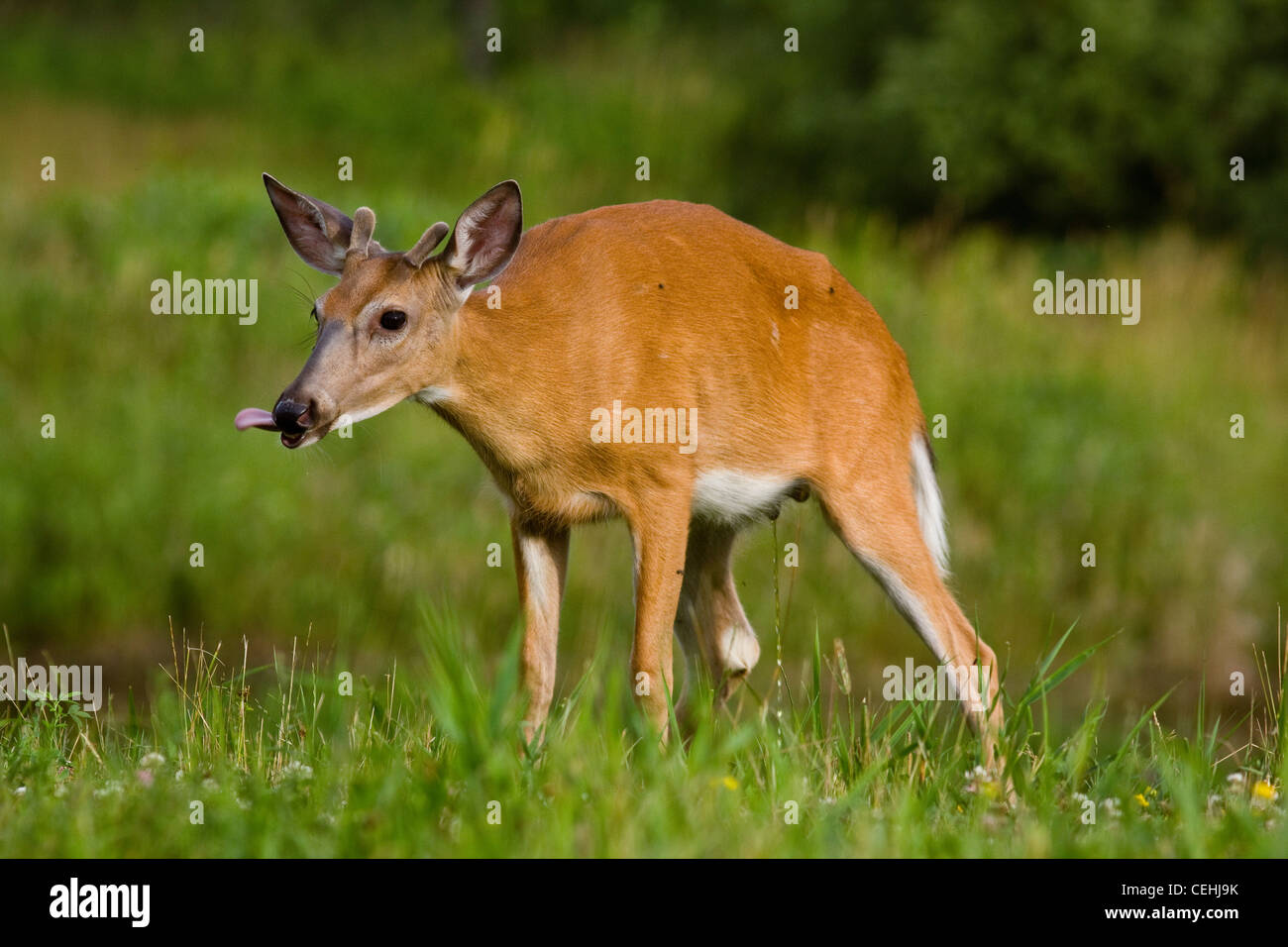 White-tailed buck urinating Stock Photo - Alamy
