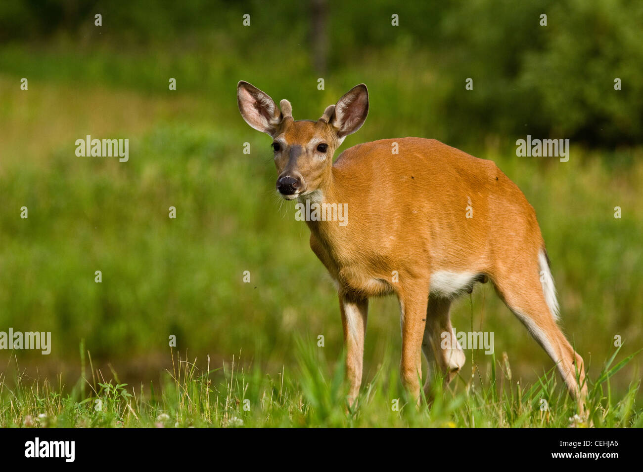 White-tailed buck urinating Stock Photo - Alamy