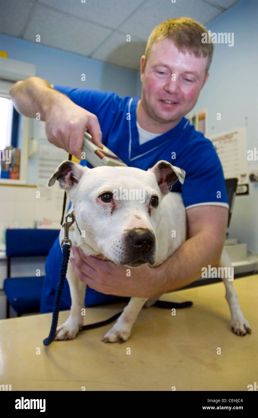 Pdsa dog hi-res stock photography and images - Alamy