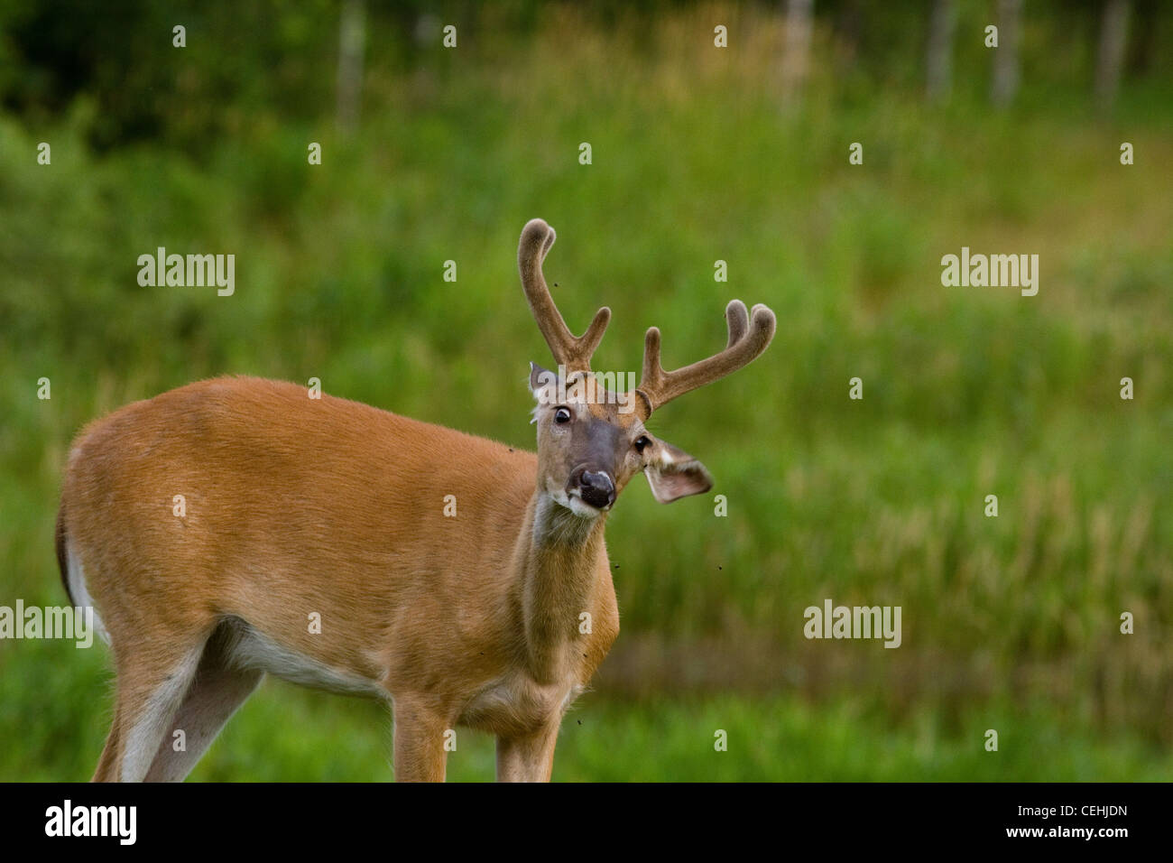 White-tailed buck annoyed by bugs Stock Photo - Alamy