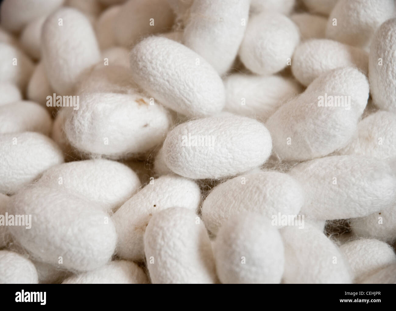 New silkworm hi-res stock photography and images - Alamy