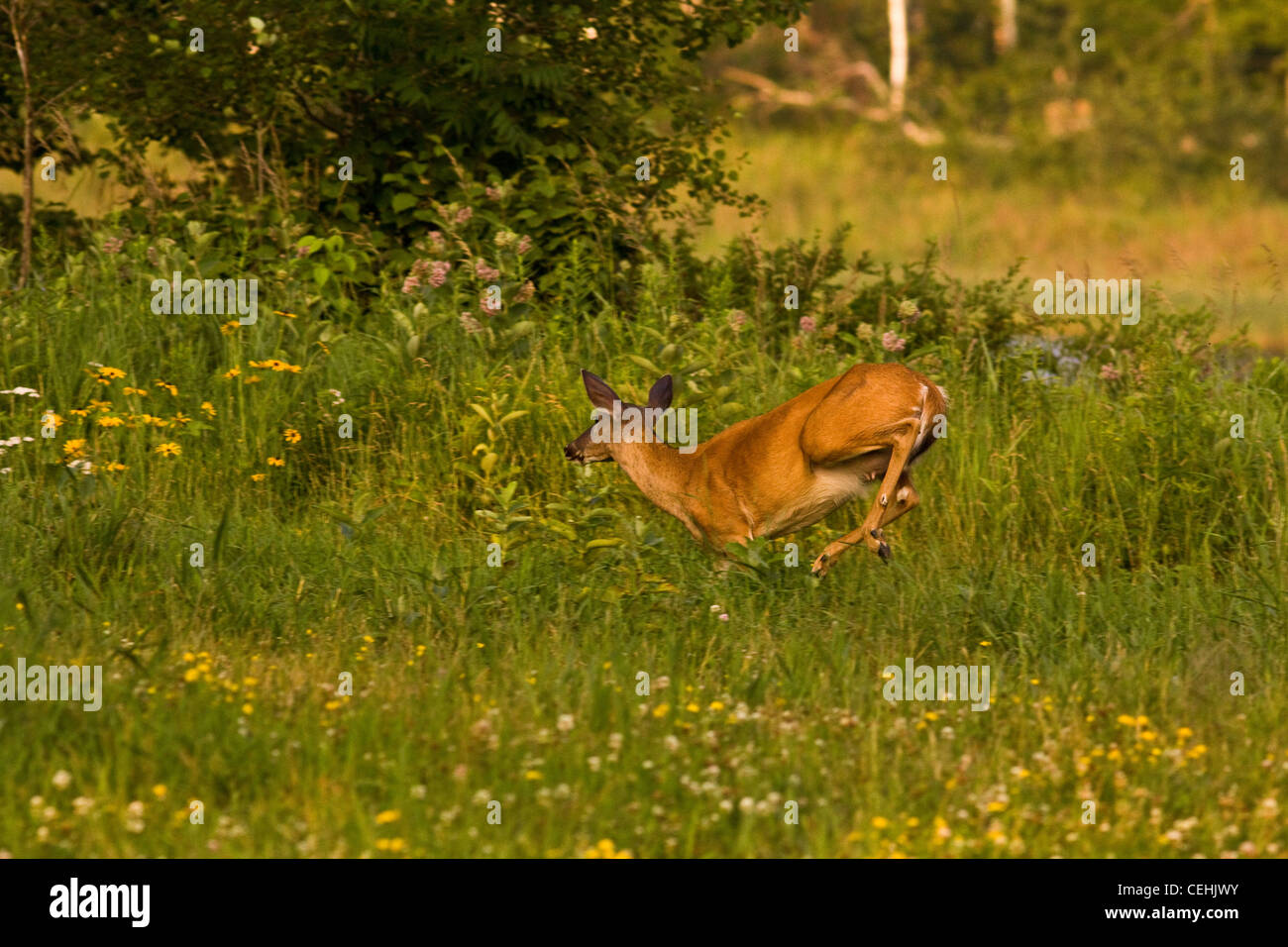 White-tailed doe running away Stock Photo - Alamy