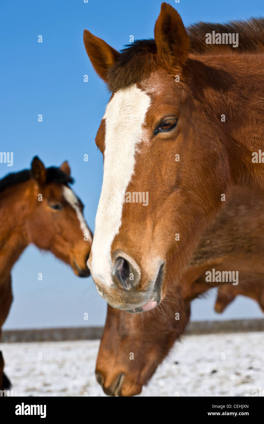 Horses wild horse hi-res stock photography and images - Alamy