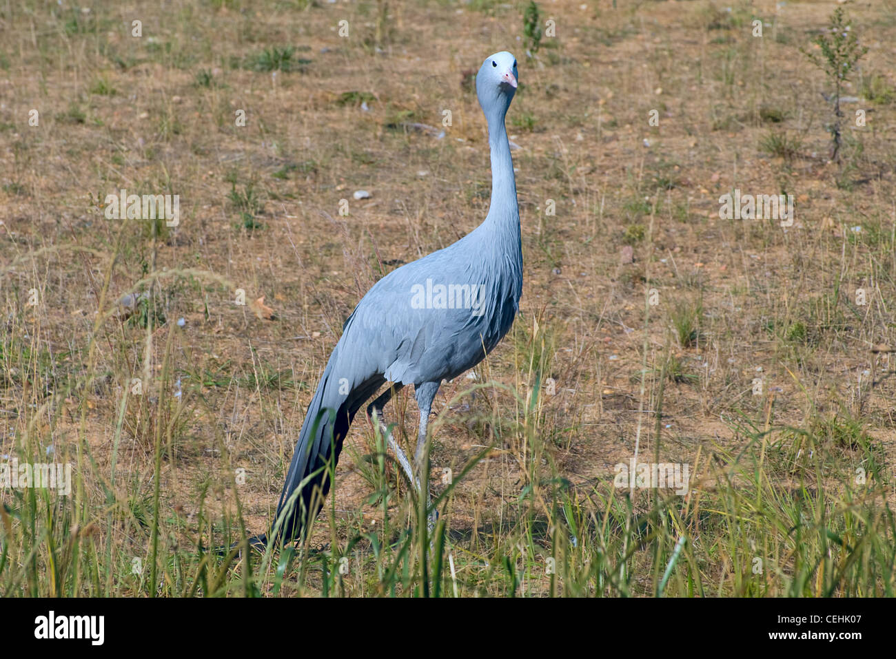 Blue crane bird hi-res stock photography and images - Alamy