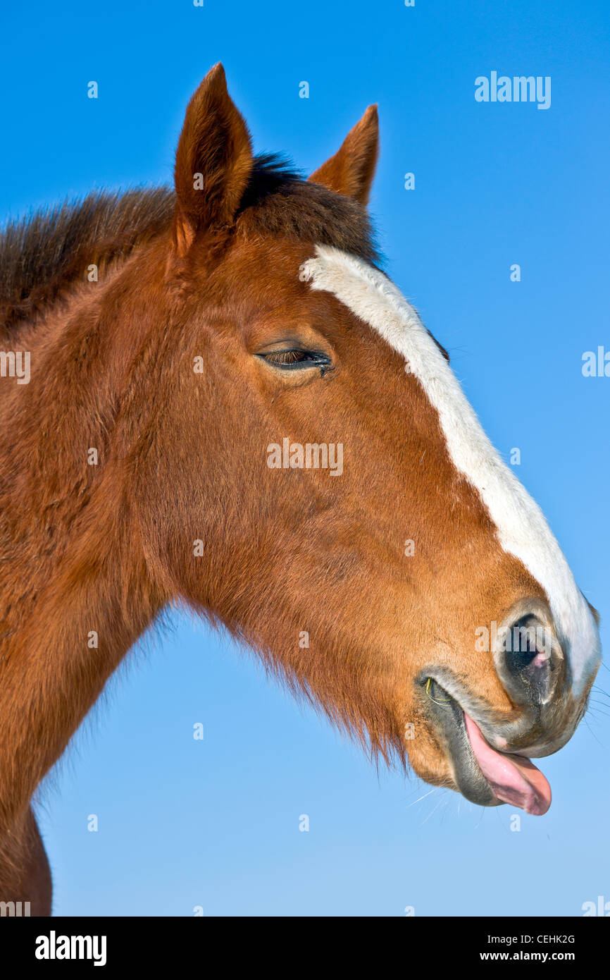 Riding with wild horses hi-res stock photography and images - Alamy