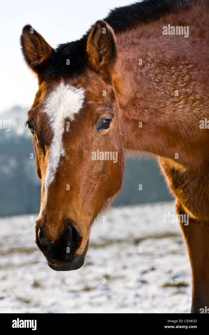 Riding with wild horses hi-res stock photography and images - Alamy
