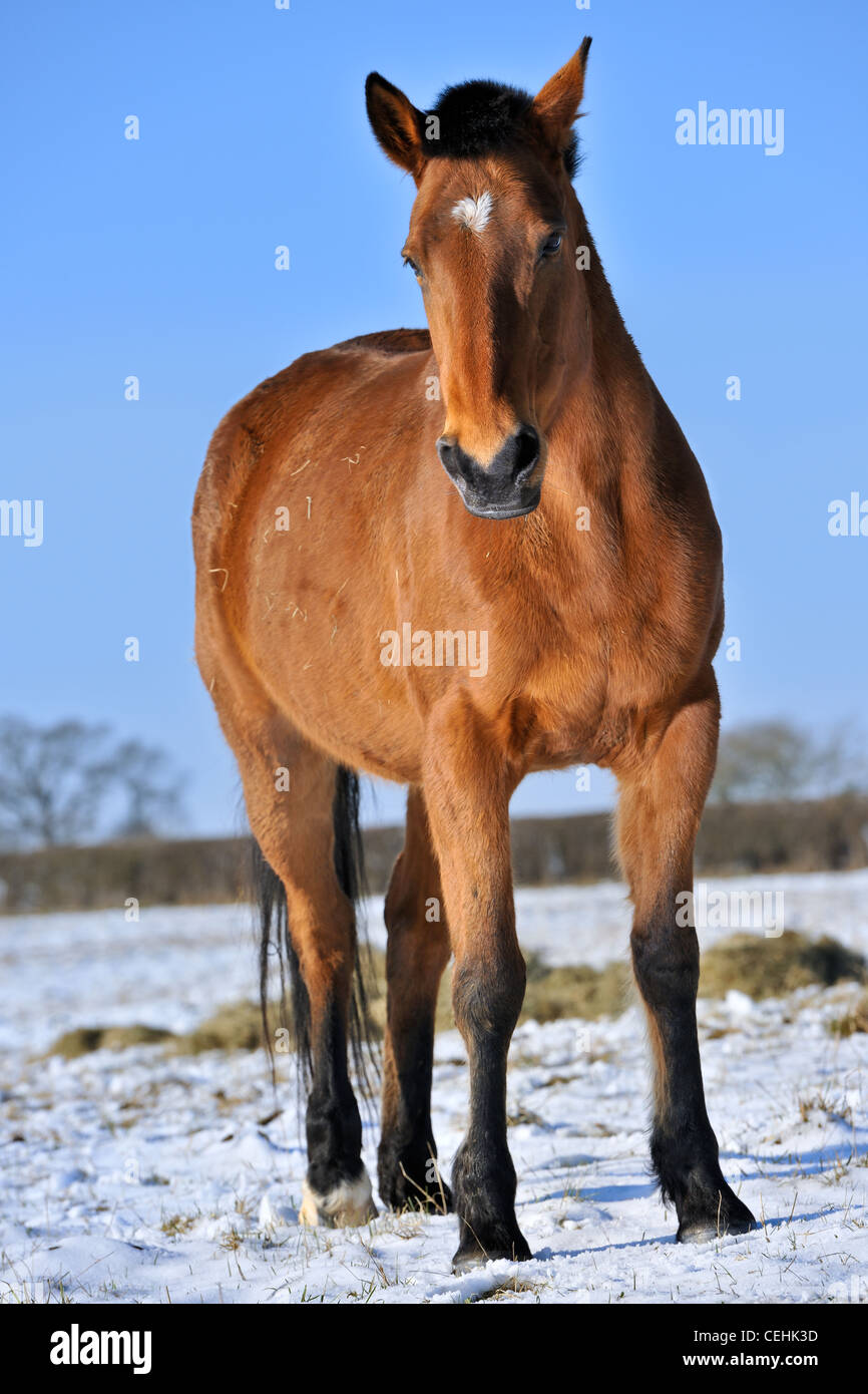 Riding with wild horses hi-res stock photography and images - Alamy